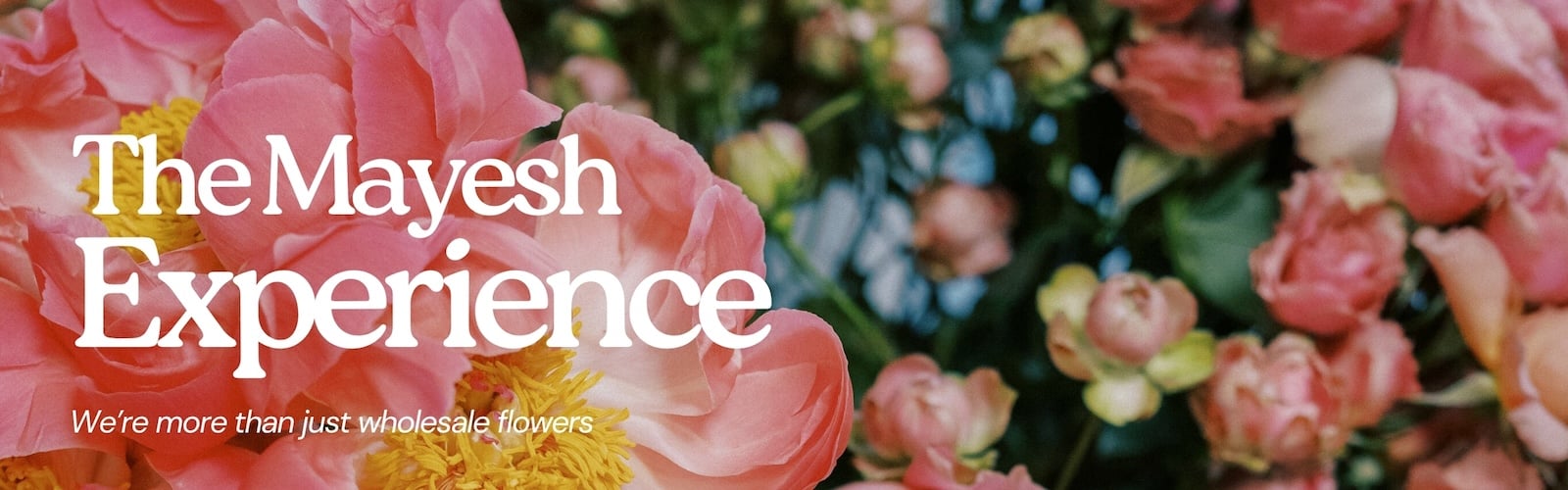 The Mayesh Experience