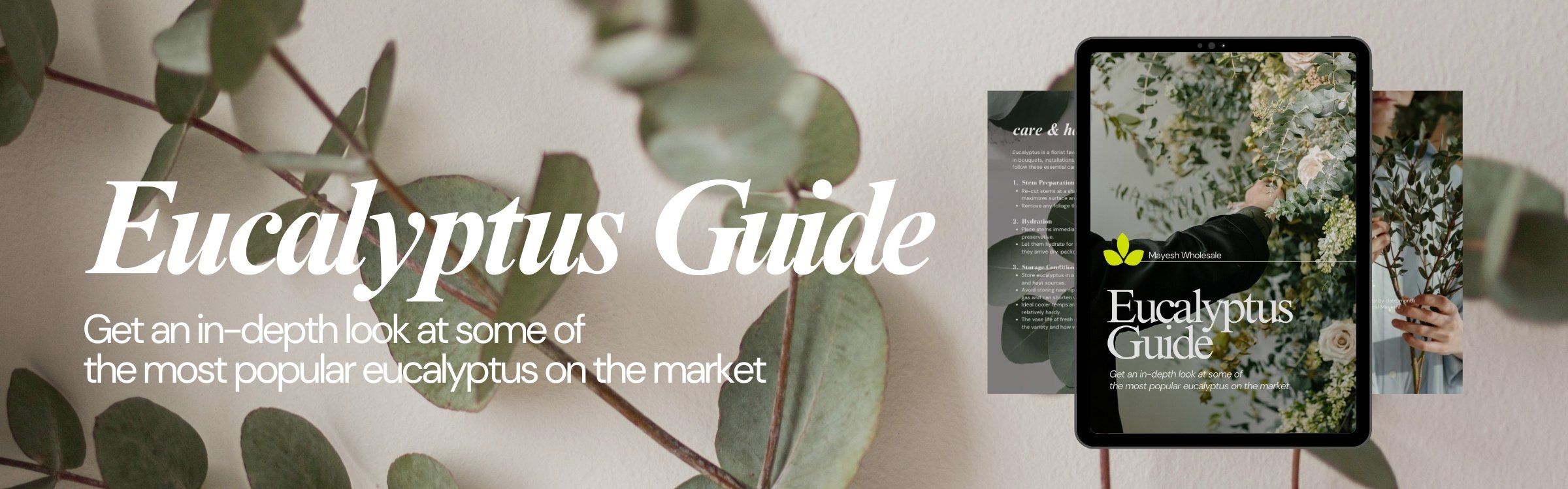 Eucalyptus Guide